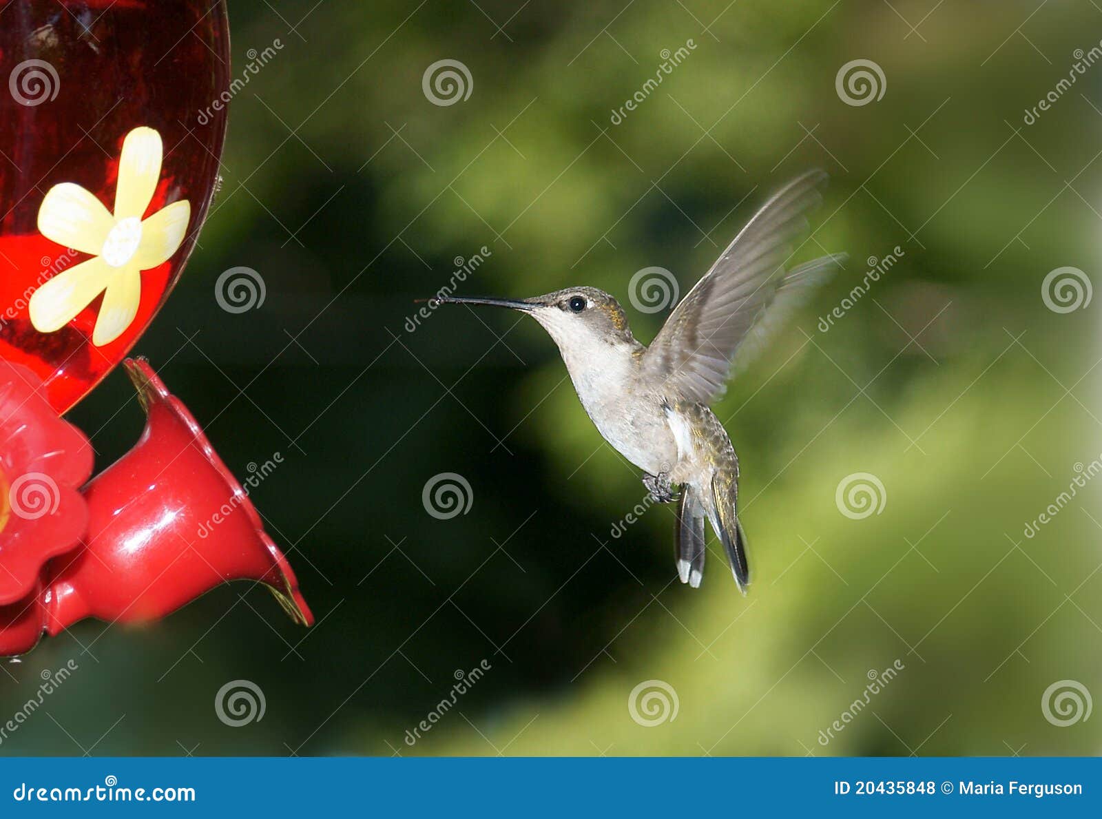 Female Hummingbird with Wings Spread Stock Photo - Image of beak, tiny ...