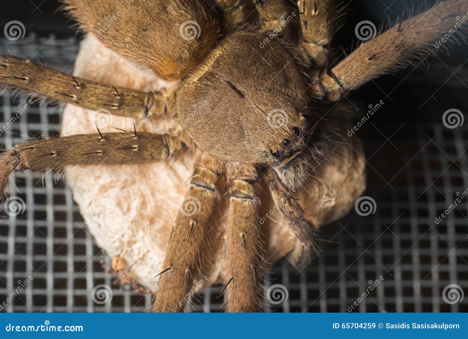 Female huntsman spider stock image. Image of cane, heteropoda - 65704259