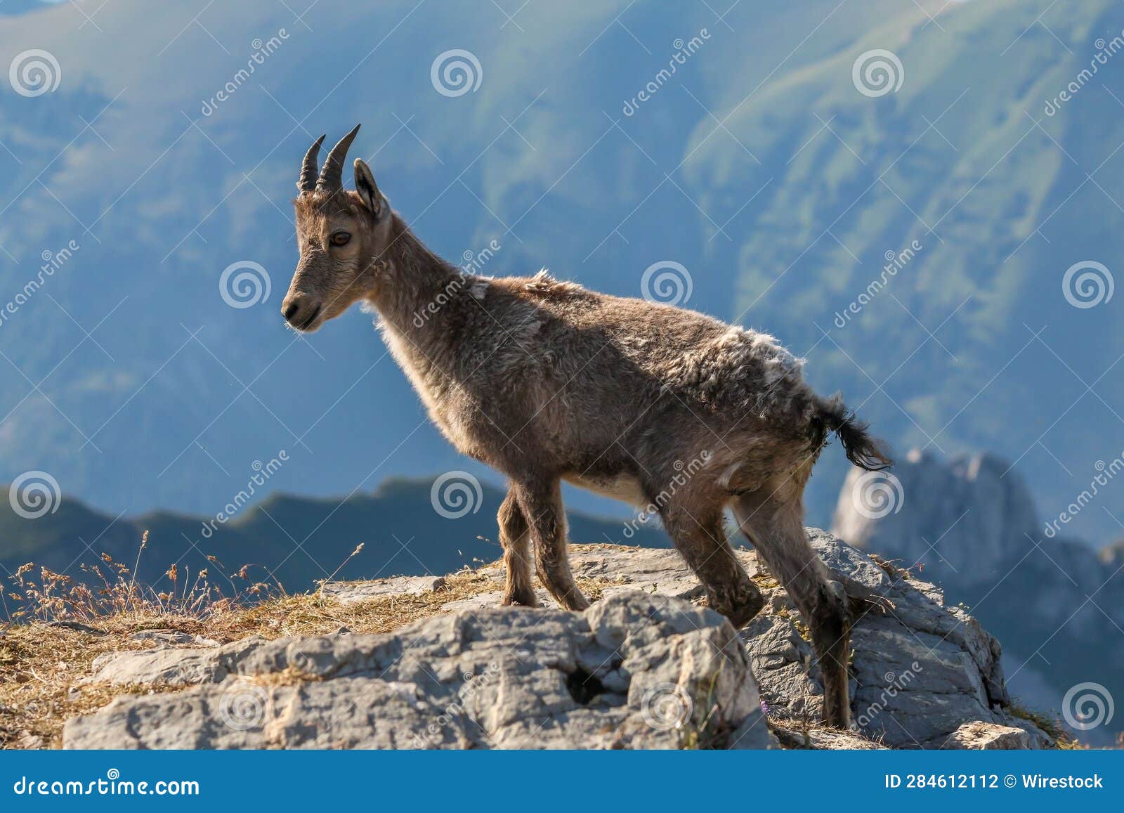Female Iberian Ibex Climbing the Rocks. Stock Photo - Image of capra ...
