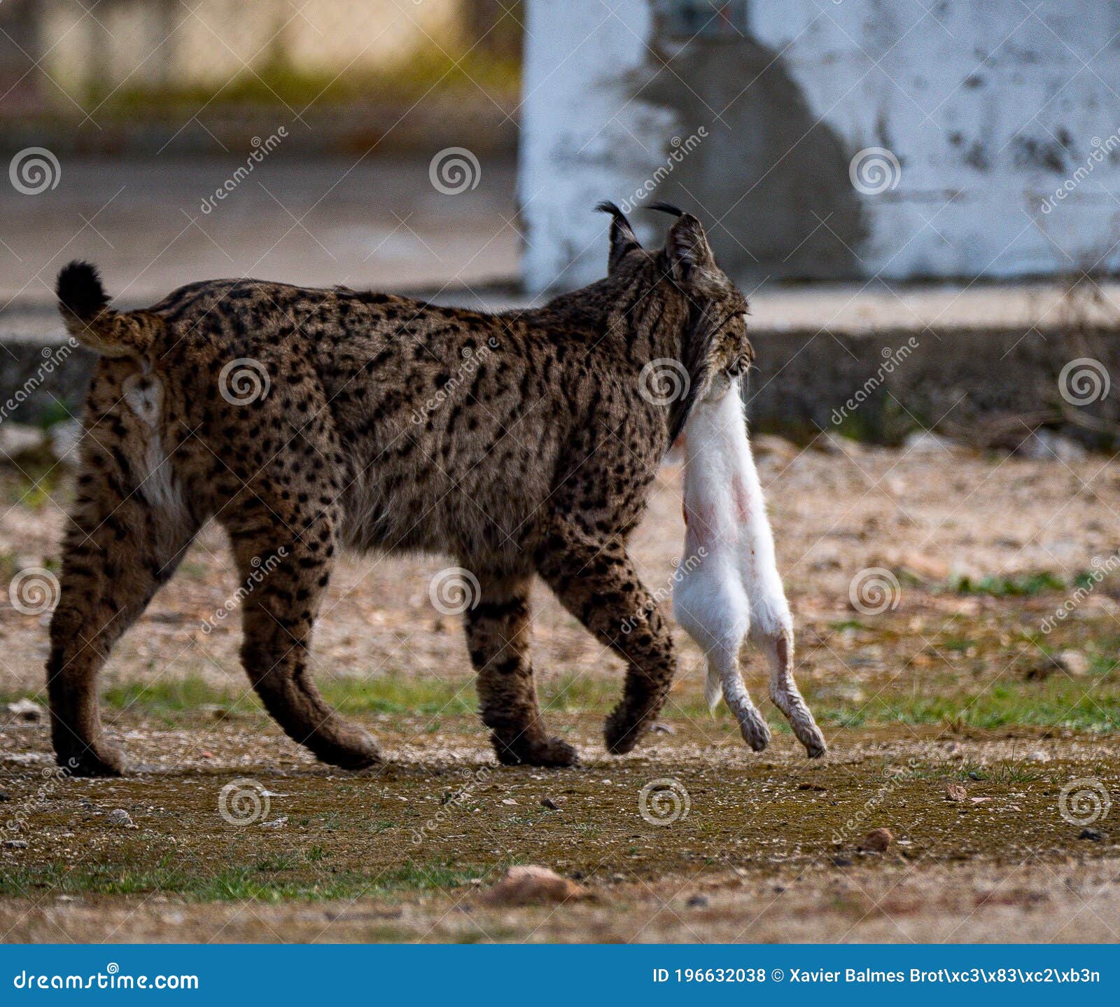 Beautiful and Powerful Female of Iberian Lynx Returning from Hunting ...