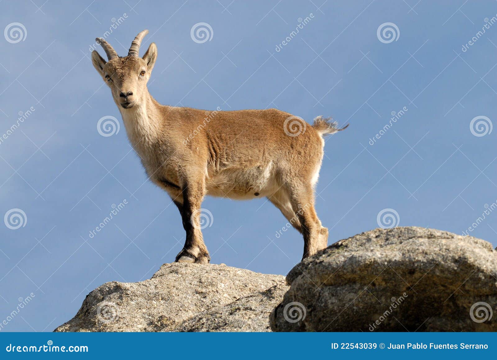 Female ibex stock image. Image of horns, mountains, goat - 22543039