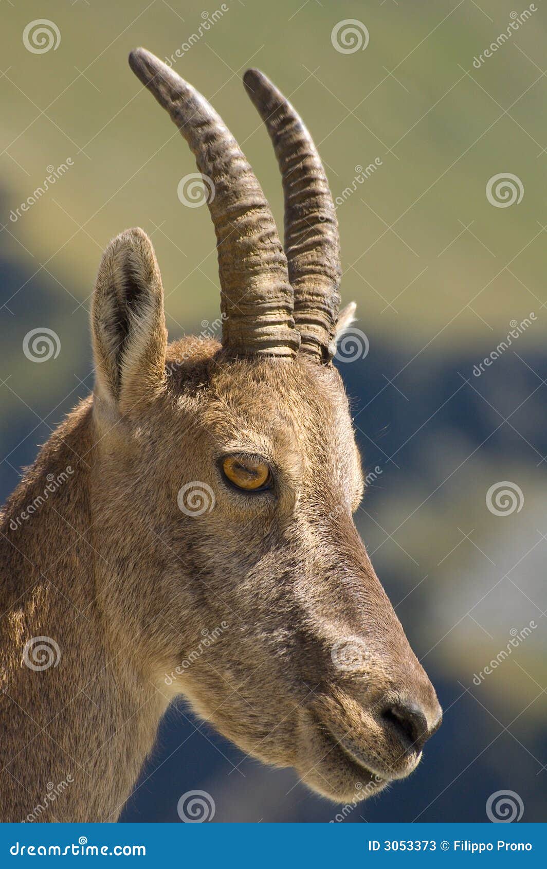 Female ibex stock image. Image of female, animal, background - 3053373