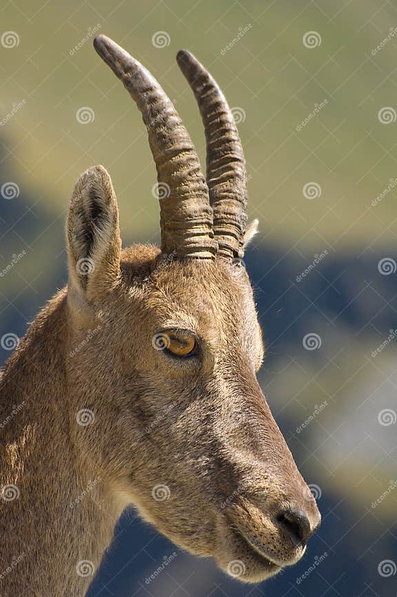 Female ibex stock image. Image of female, animal, background - 3053373