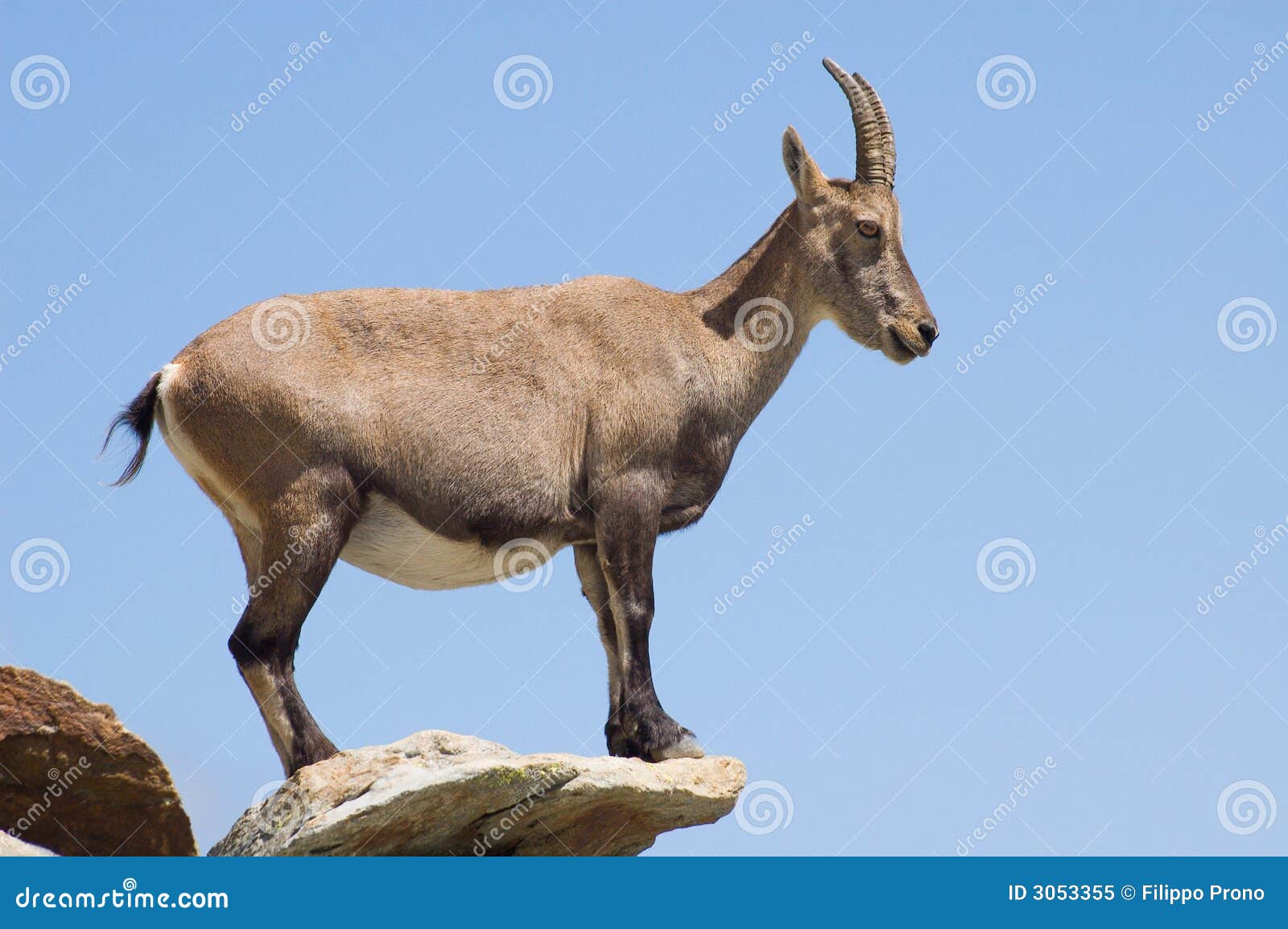 Female Ibex alert stock image. Image of goat, stone, female - 3053355