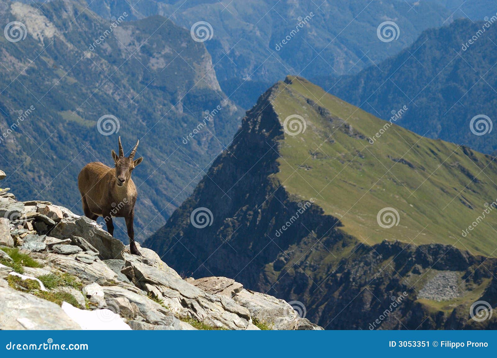 Female ibex in mountains stock image. Image of horns, range - 3053351