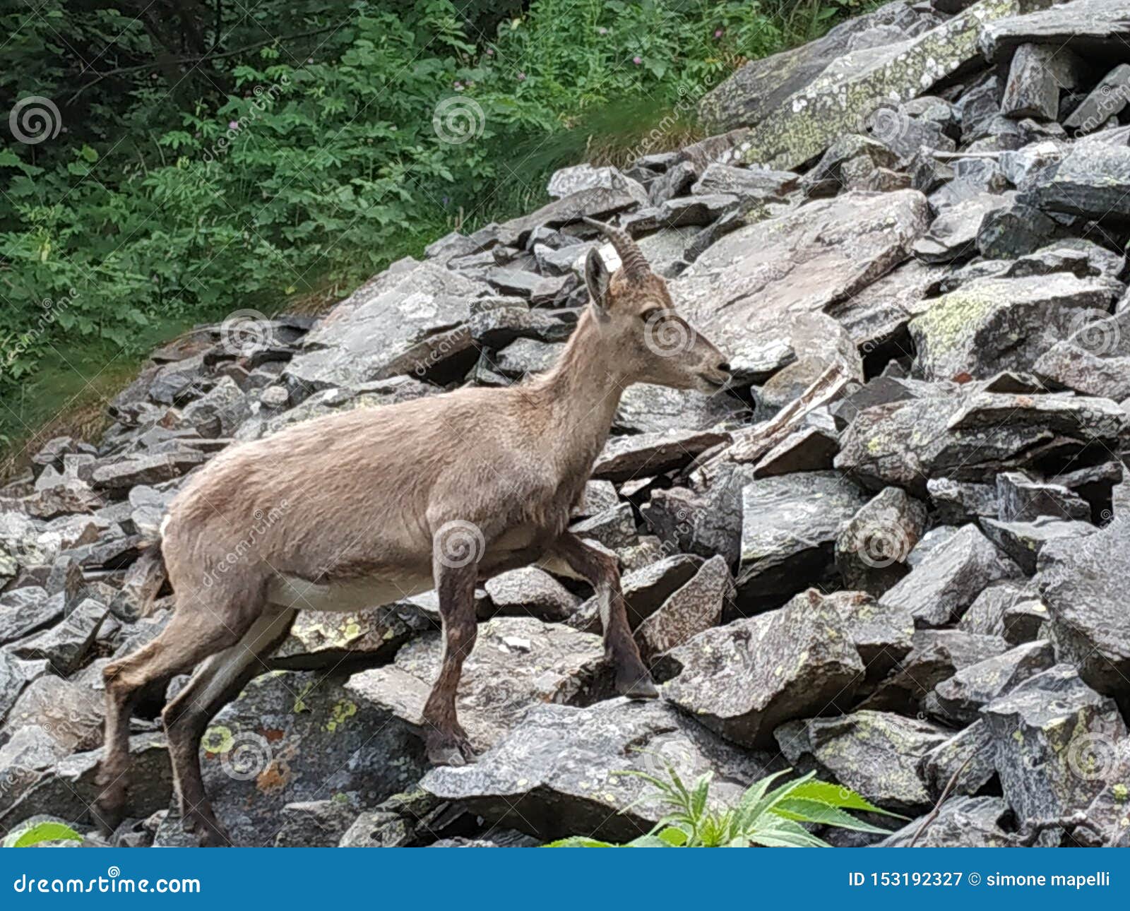Female Ibex Walking on Grey Rocks Stock Image - Image of wilderness ...