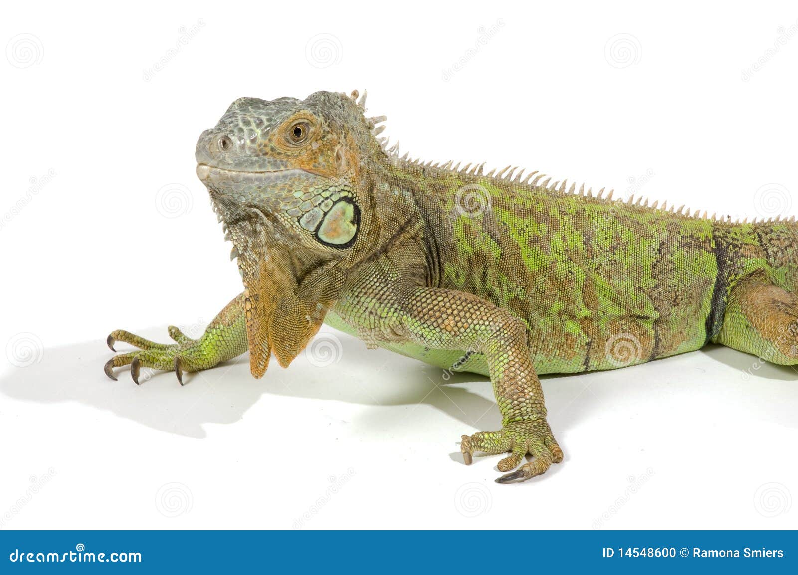 Difference Between Male And Female Green Iguana