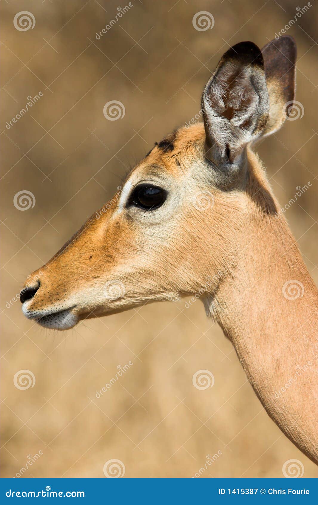 Female Impala stock image. Image of nature, gazelle, browser - 1415387