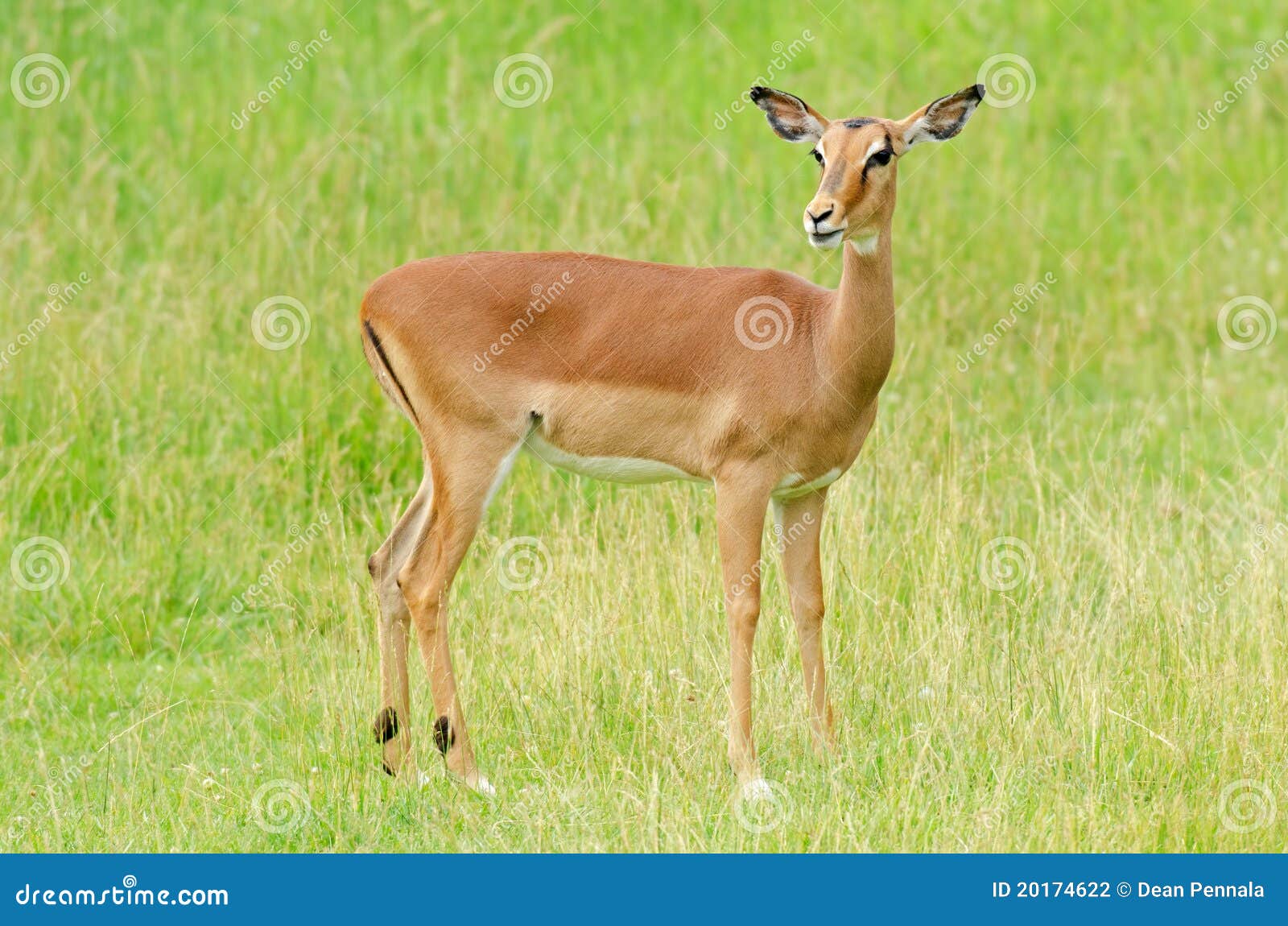 Female Impala Stock Photography | CartoonDealer.com #16624808