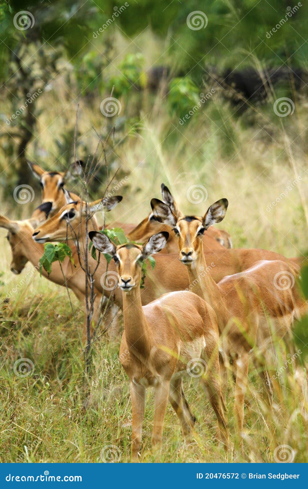 Female Impala In Its Natural Habitat. Royalty-Free Stock Photography ...