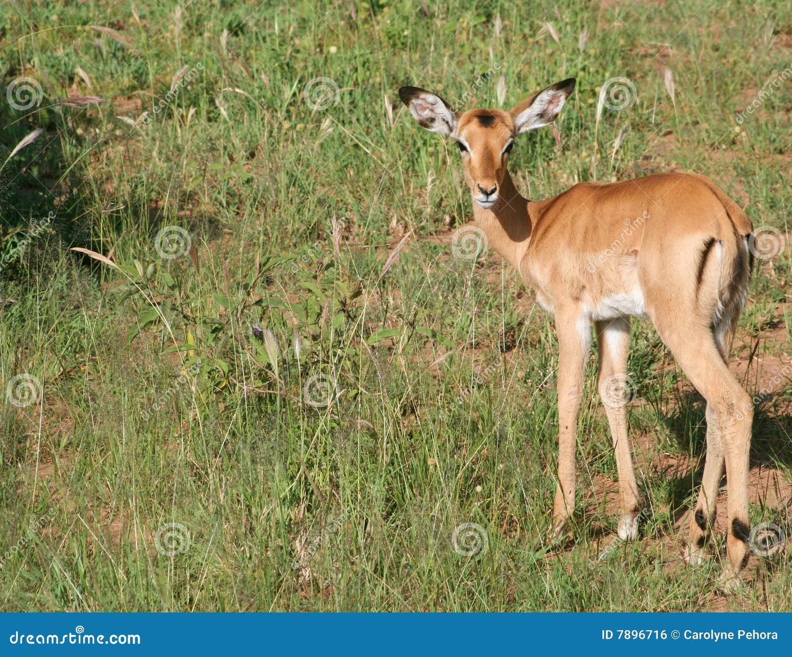 Female Impala stock photo. Image of savanna, grass, impala - 7896716