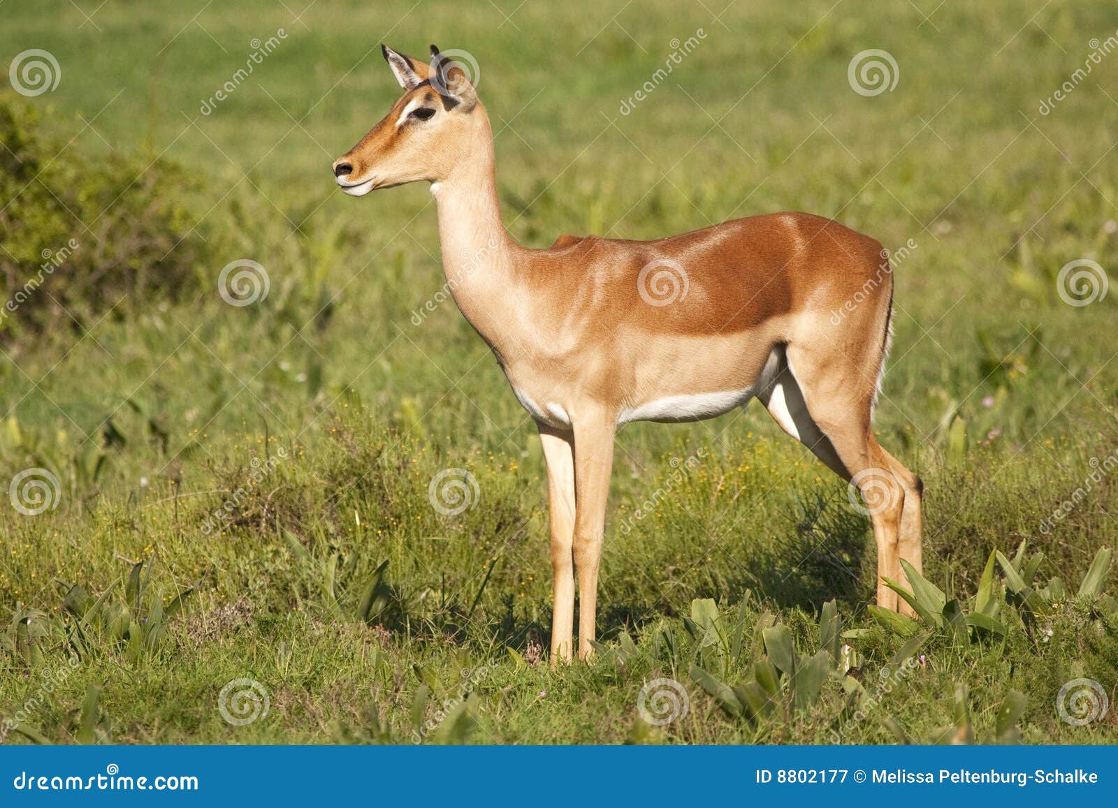 Female impala stock image. Image of wildlife, africa, antelope - 8802177