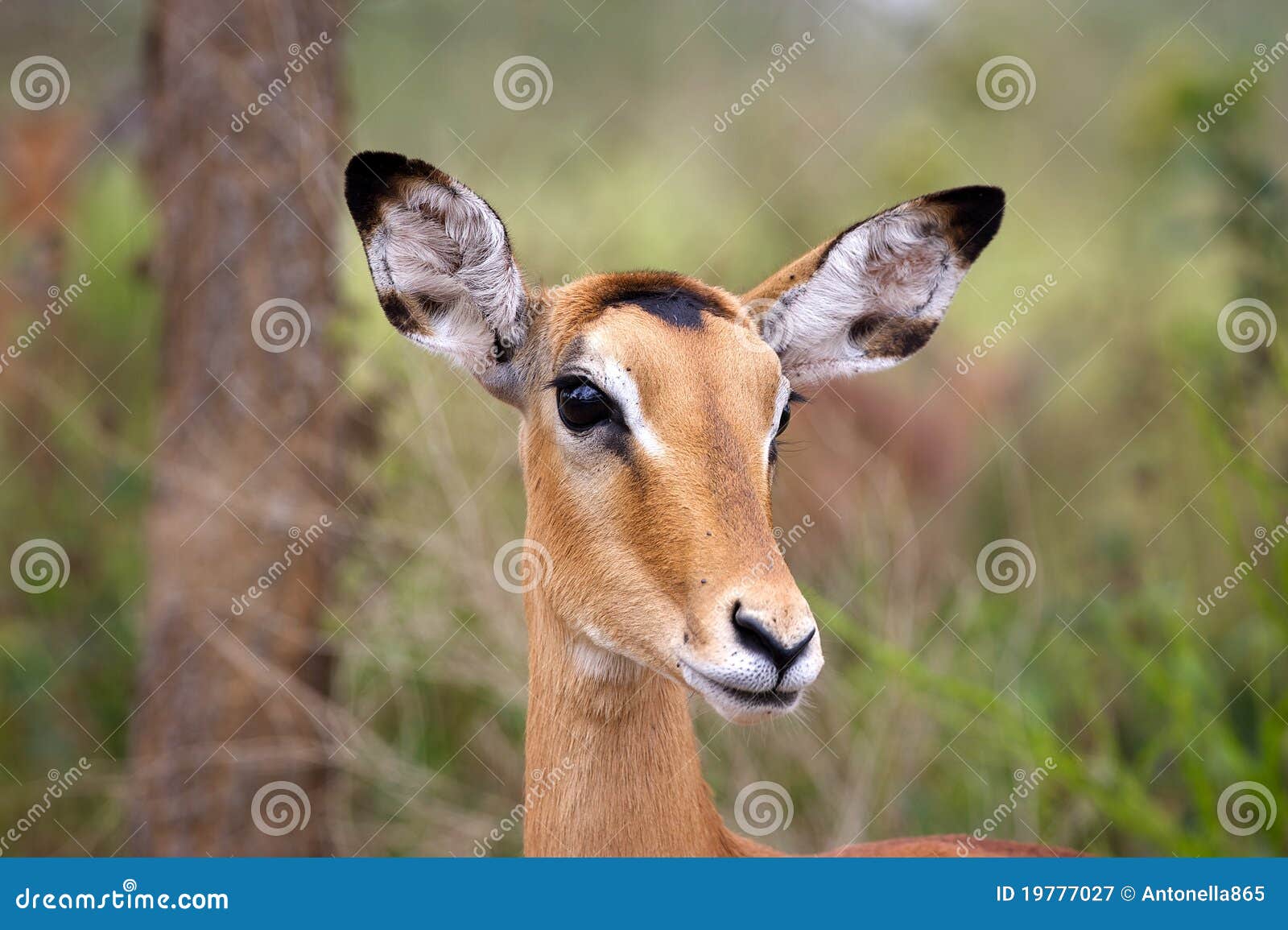 Female Impala (Aepyceros Melampus) Stock Image - Image of spot, safari ...