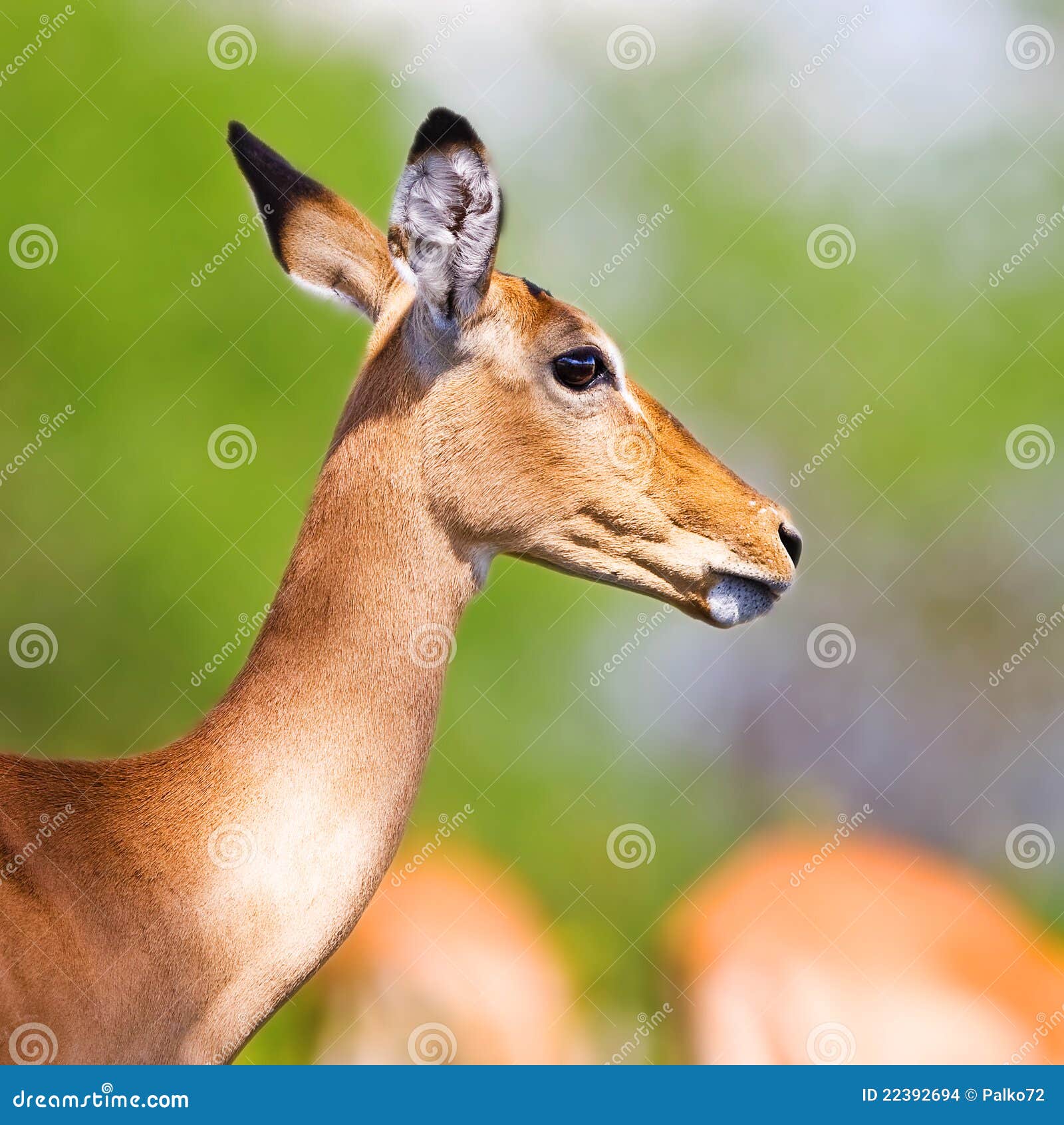 Female impala antelope stock photo. Image of national - 22392694