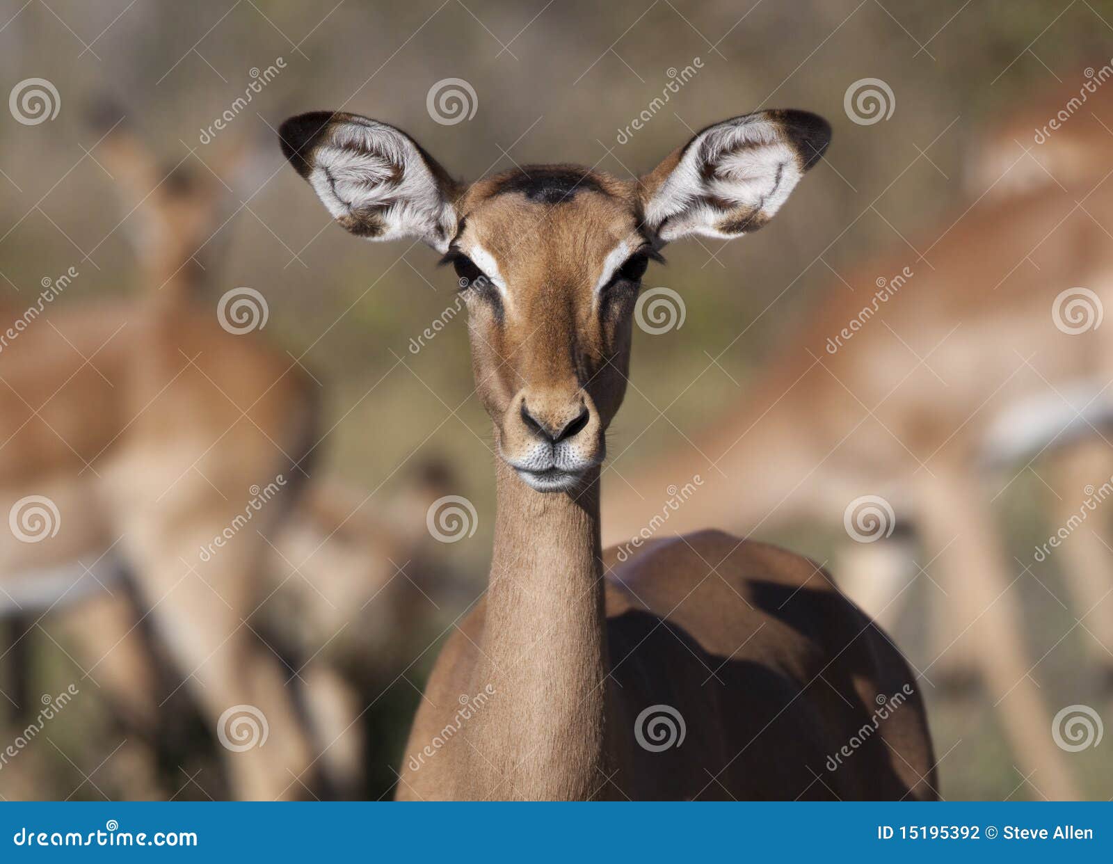 Female Impala Stock Photography | CartoonDealer.com #16624808