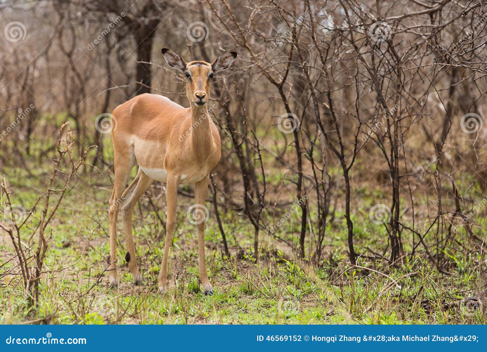 Female impala stock photo. Image of eyes, wild, grassland - 46569152