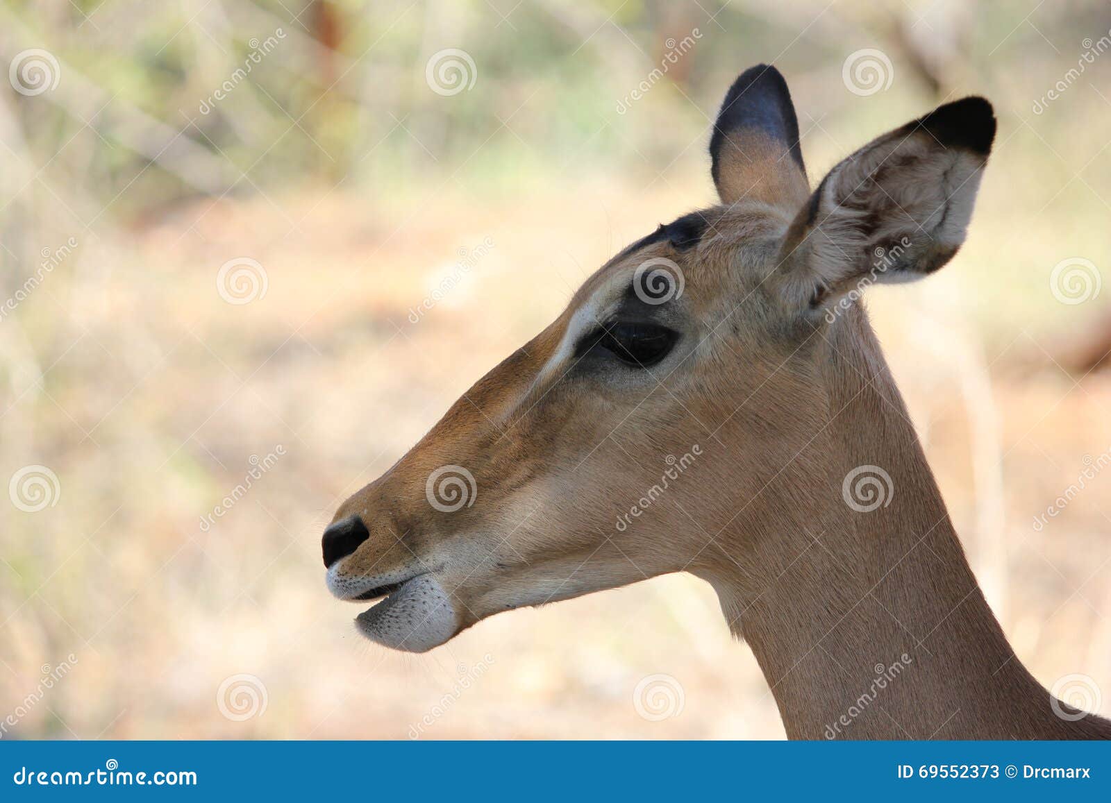 Female Impala stock image. Image of bush, black, beautiful - 69552373