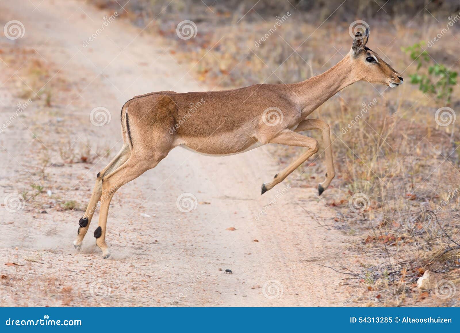 Female Impala Doe Running and Jumping Away from Danger Stock Image ...