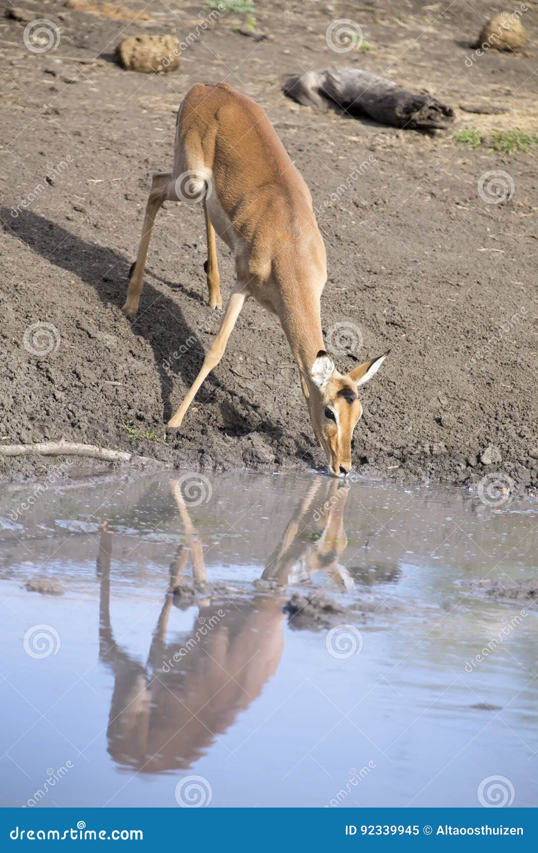 Female Impala Drinking Water at a Pond in Late Afternoon Stock Image ...