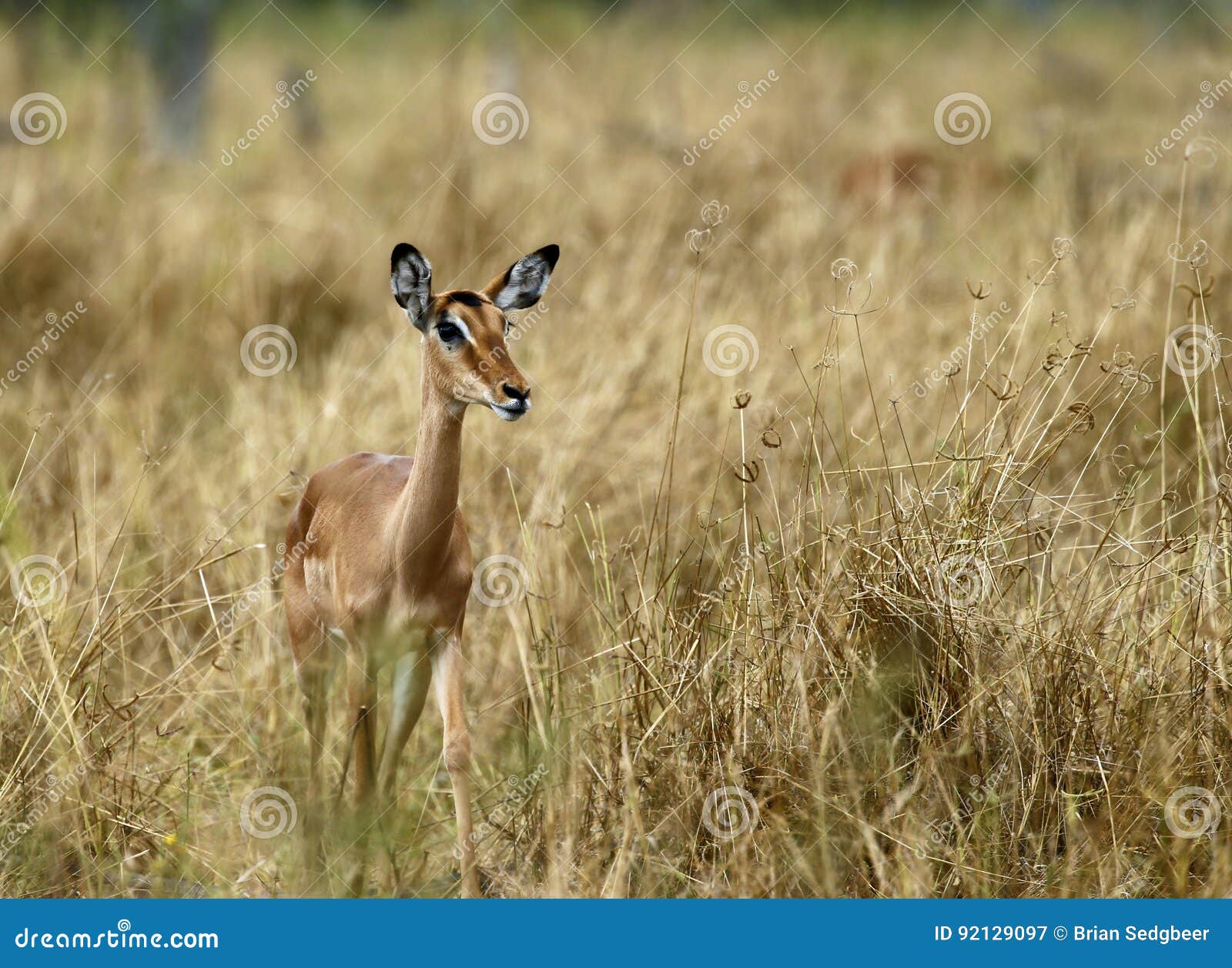 Female Impala. stock image. Image of common, artiodactyla - 92129097