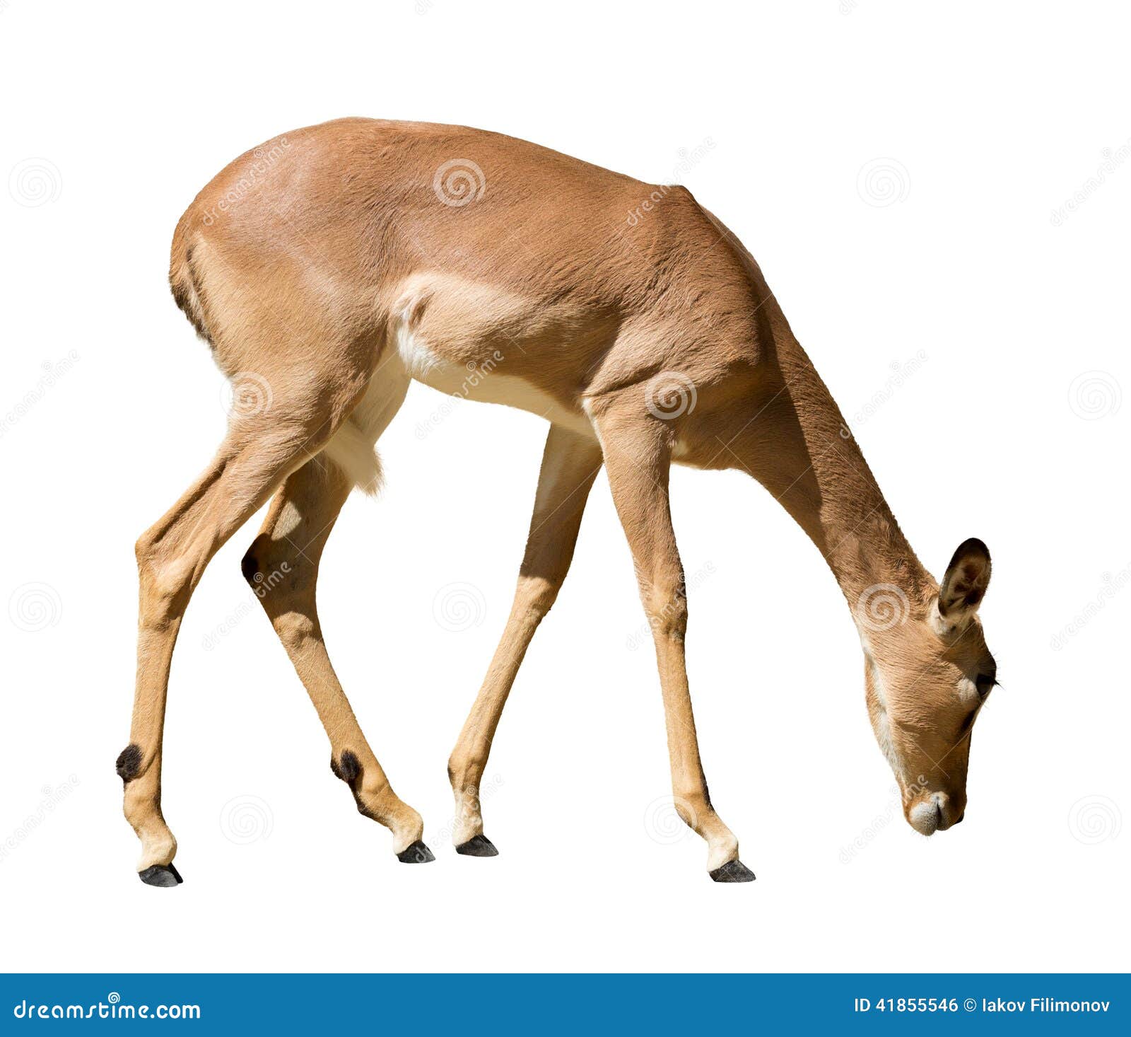 Female impala stock photo. Image of length, bovidae, melampus - 41855546