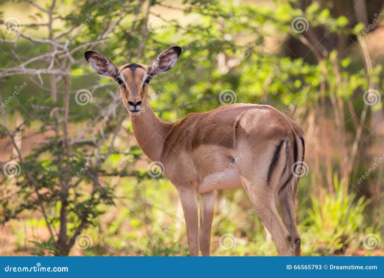 Female Impala stock image. Image of hoofed, grazing, safari - 66565793