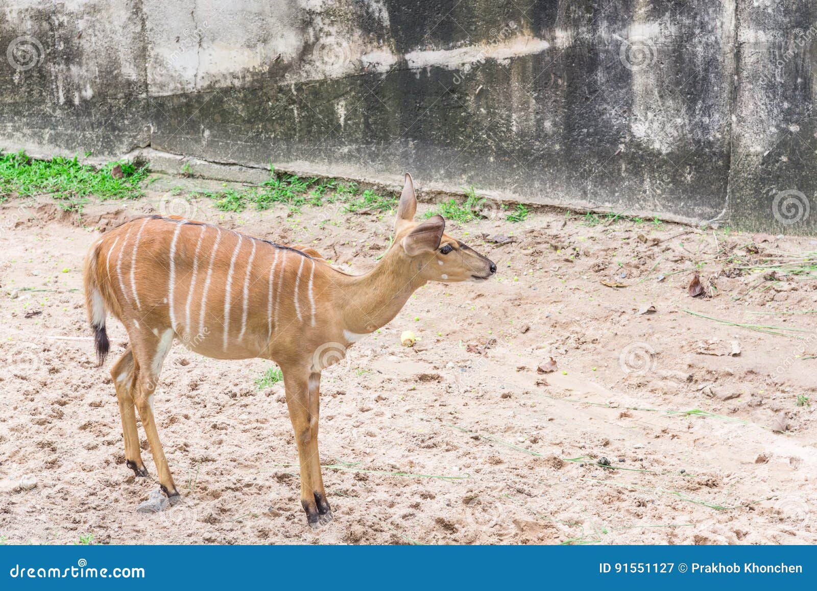 Female impala. stock image. Image of park, bush, deer - 91551127