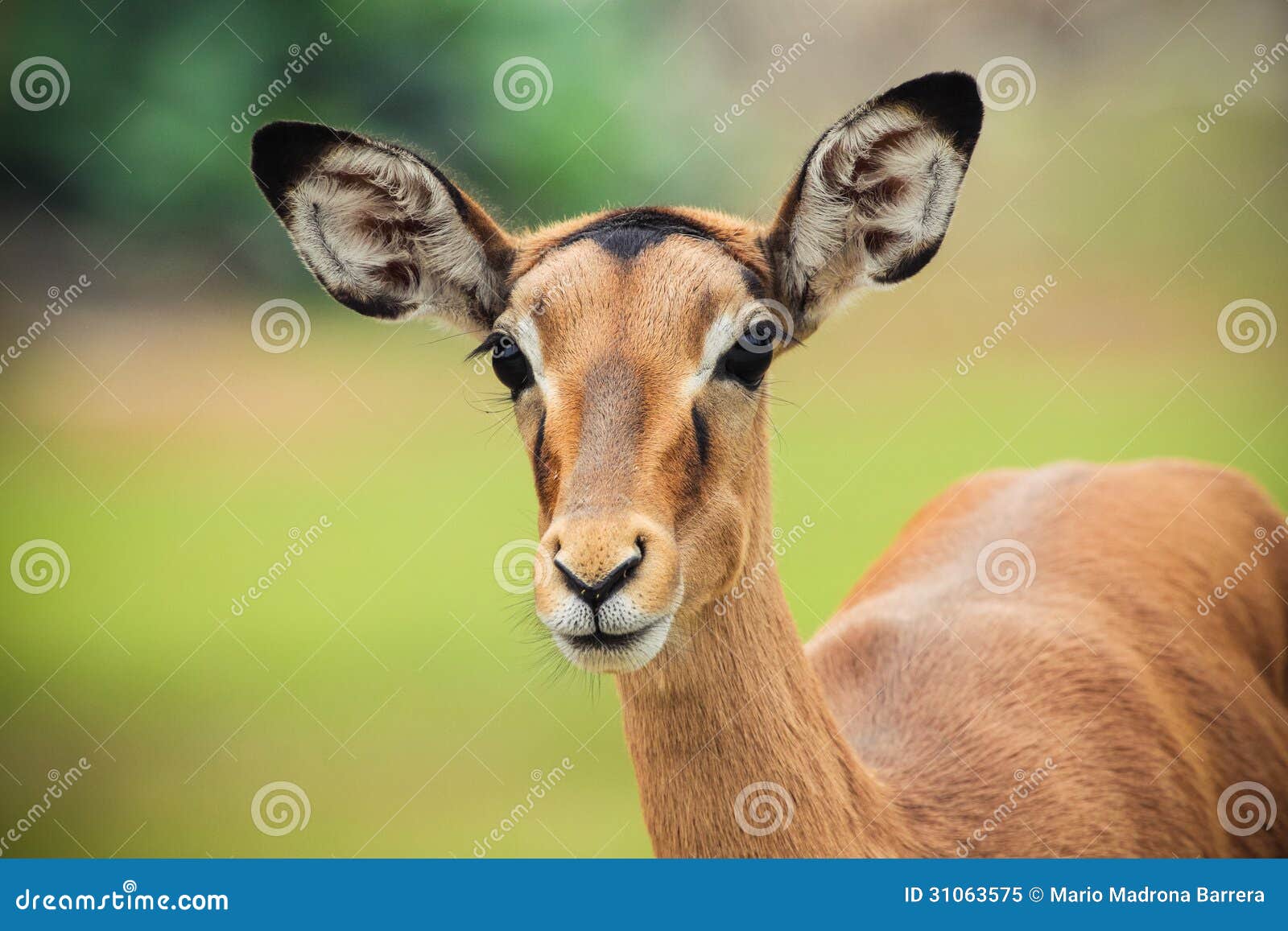 Female Impala stock image. Image of melampus, aepycerotini - 31063575