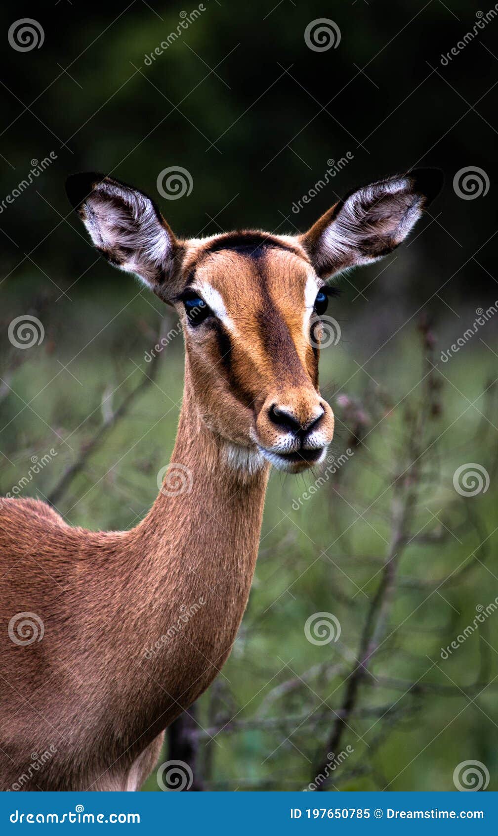 Female Impala portrait stock image. Image of tree, portrait - 197650785