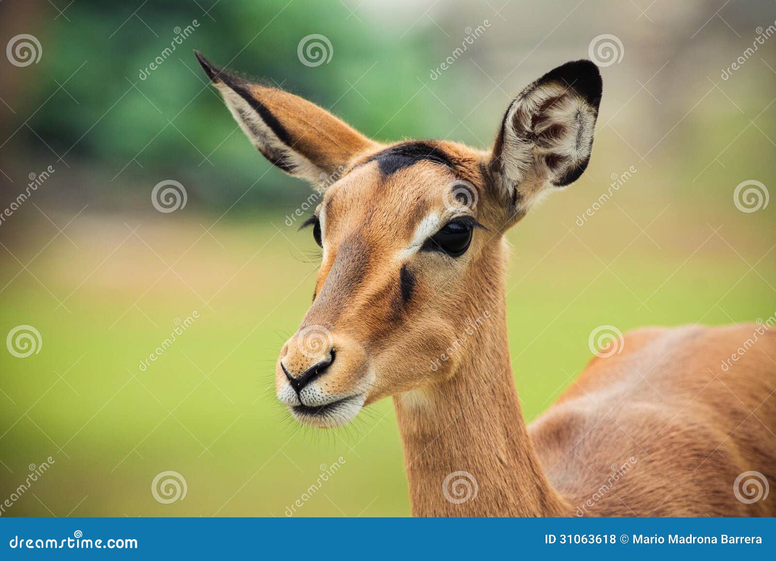 Female Impala Stock Photography | CartoonDealer.com #16624808