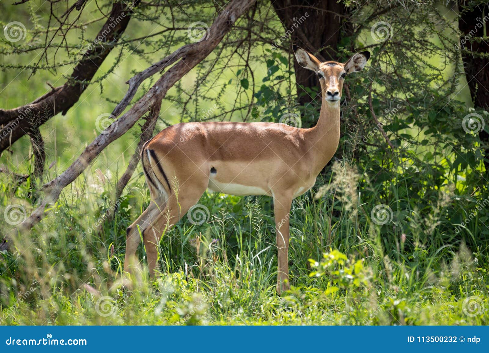 Female Impala in Profile Standing by Tree Stock Photo - Image of ...