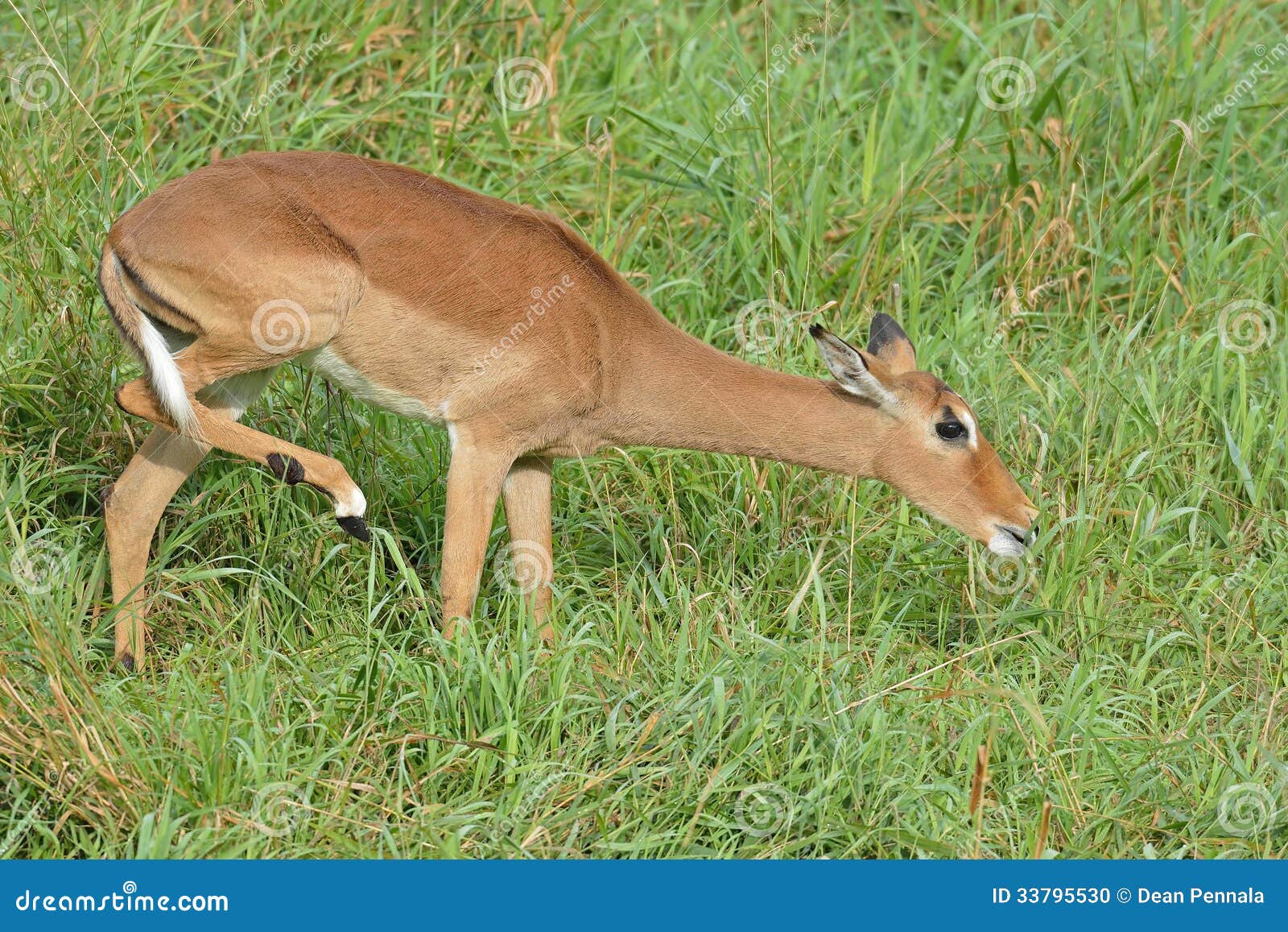Female Impala stock photo. Image of natural, mammal, body - 33795530