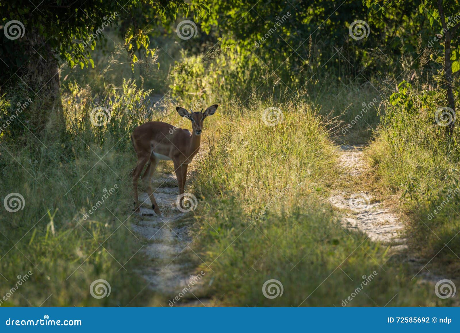 Female Impala on Track in Dappled Sunlight Stock Photo - Image of ...