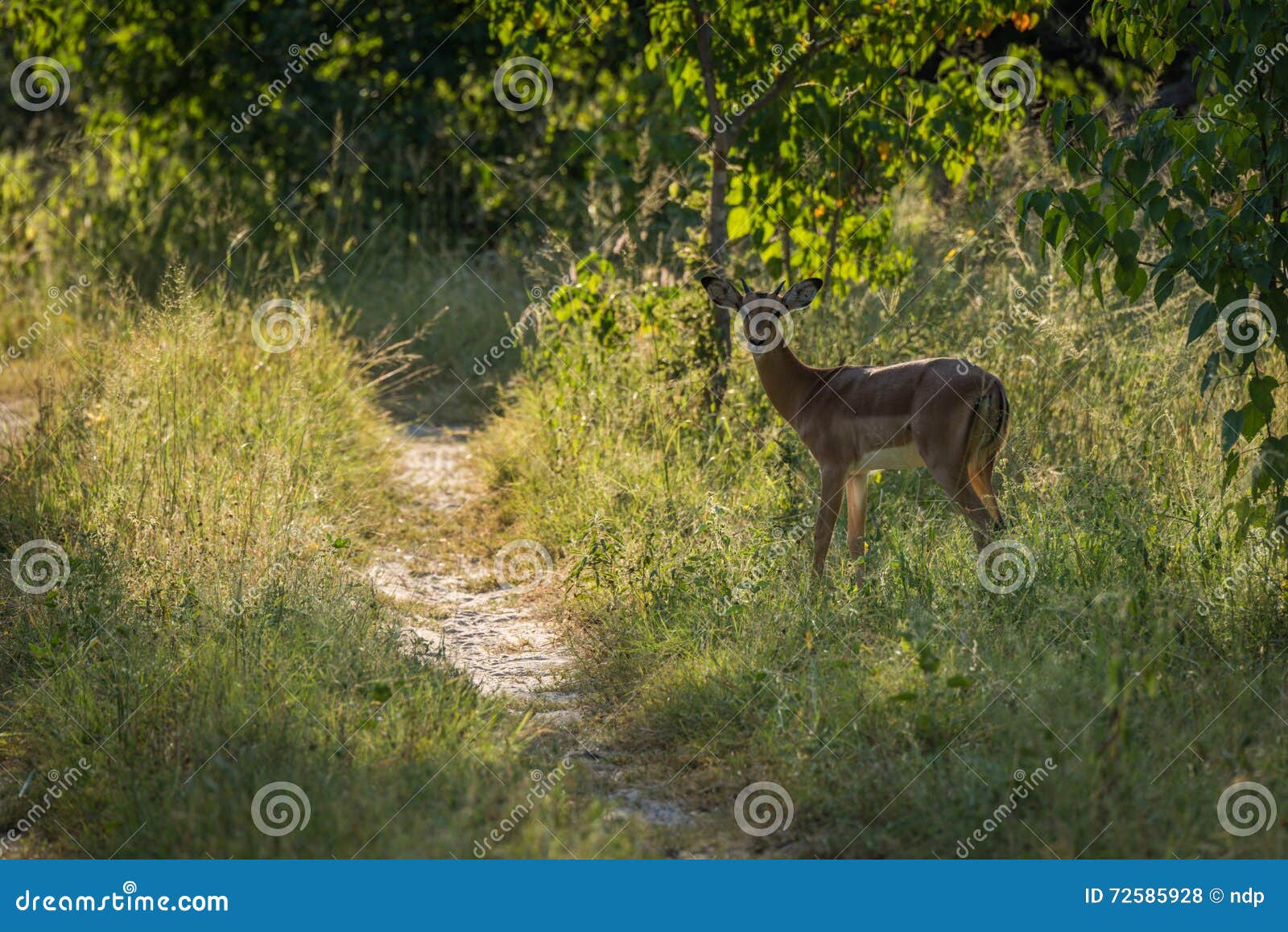 Female Impala by Track in Dappled Sunlight Stock Photo - Image of trees ...