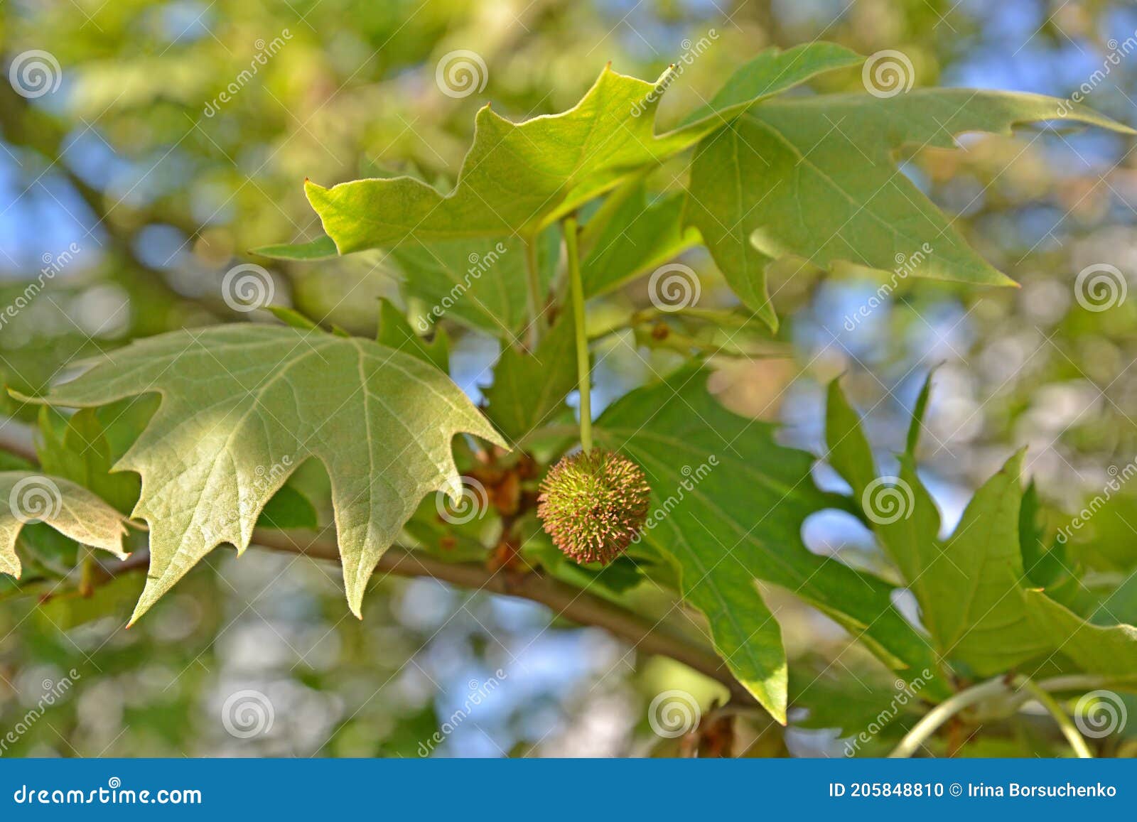 Female Inflorescence of the Eastern Platan Platanus Orientalis L Stock ...