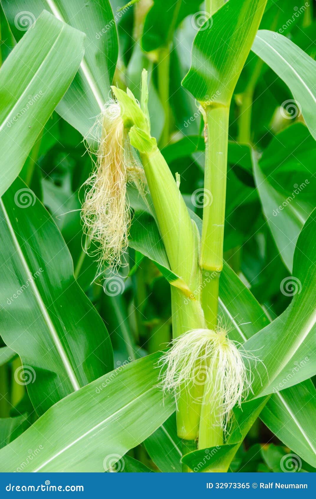 Female Inflorescense of Maize, Zea Mays Stock Image - Image of grain ...