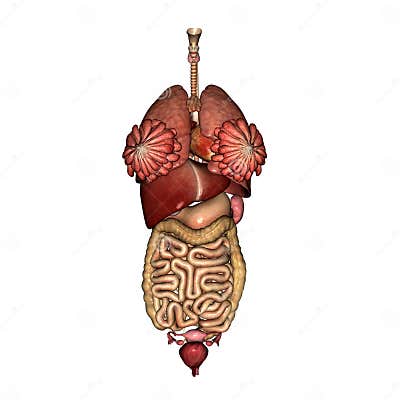 Female Internal Anatomy stock illustration. Illustration of science ...