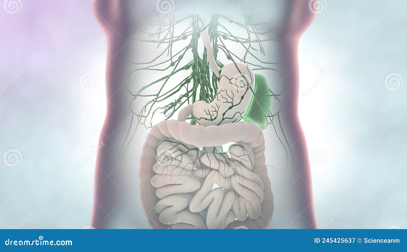 Female internal organs stock illustration. Illustration of organs ...