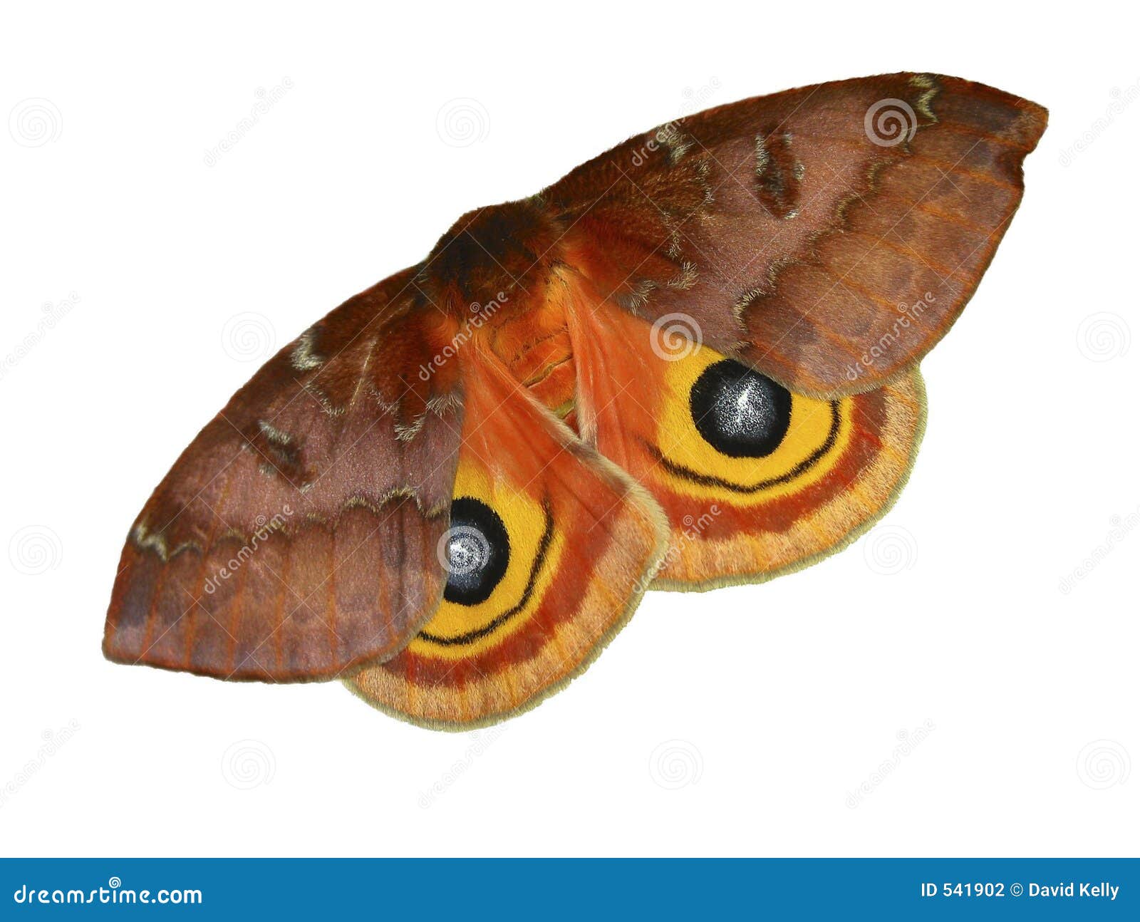 Female IO Moth Stock Photo | CartoonDealer.com #541902