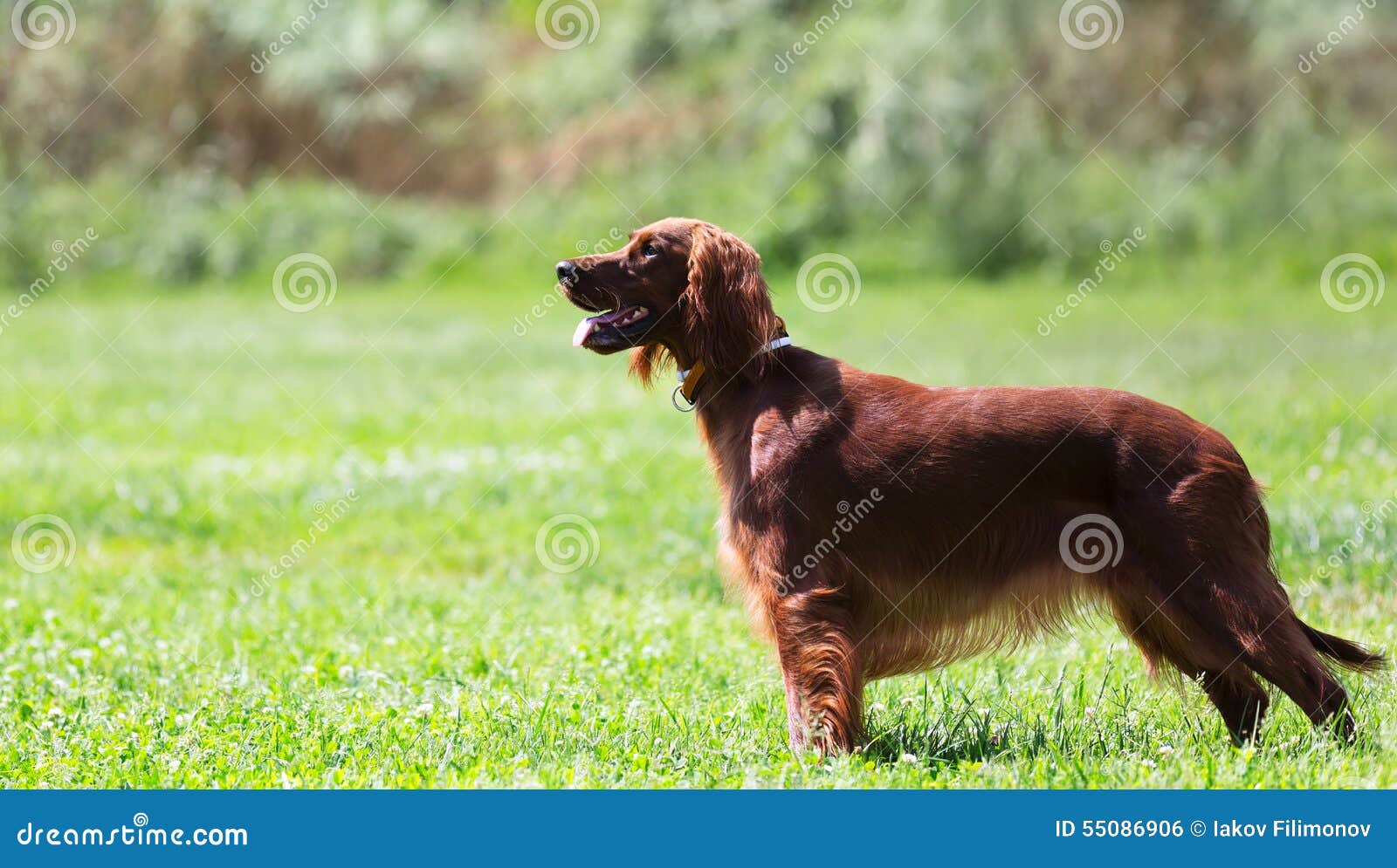Female Irish Setter stock photo. Image of meadow, standing - 55086906