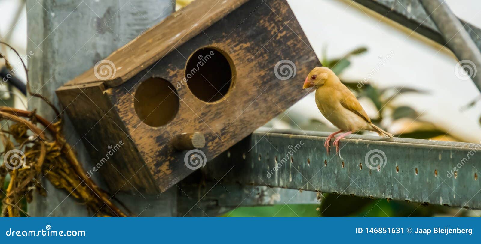 Female Java Rice Sparrow Sitting on a Metal Beam in the Aviary, Popular ...