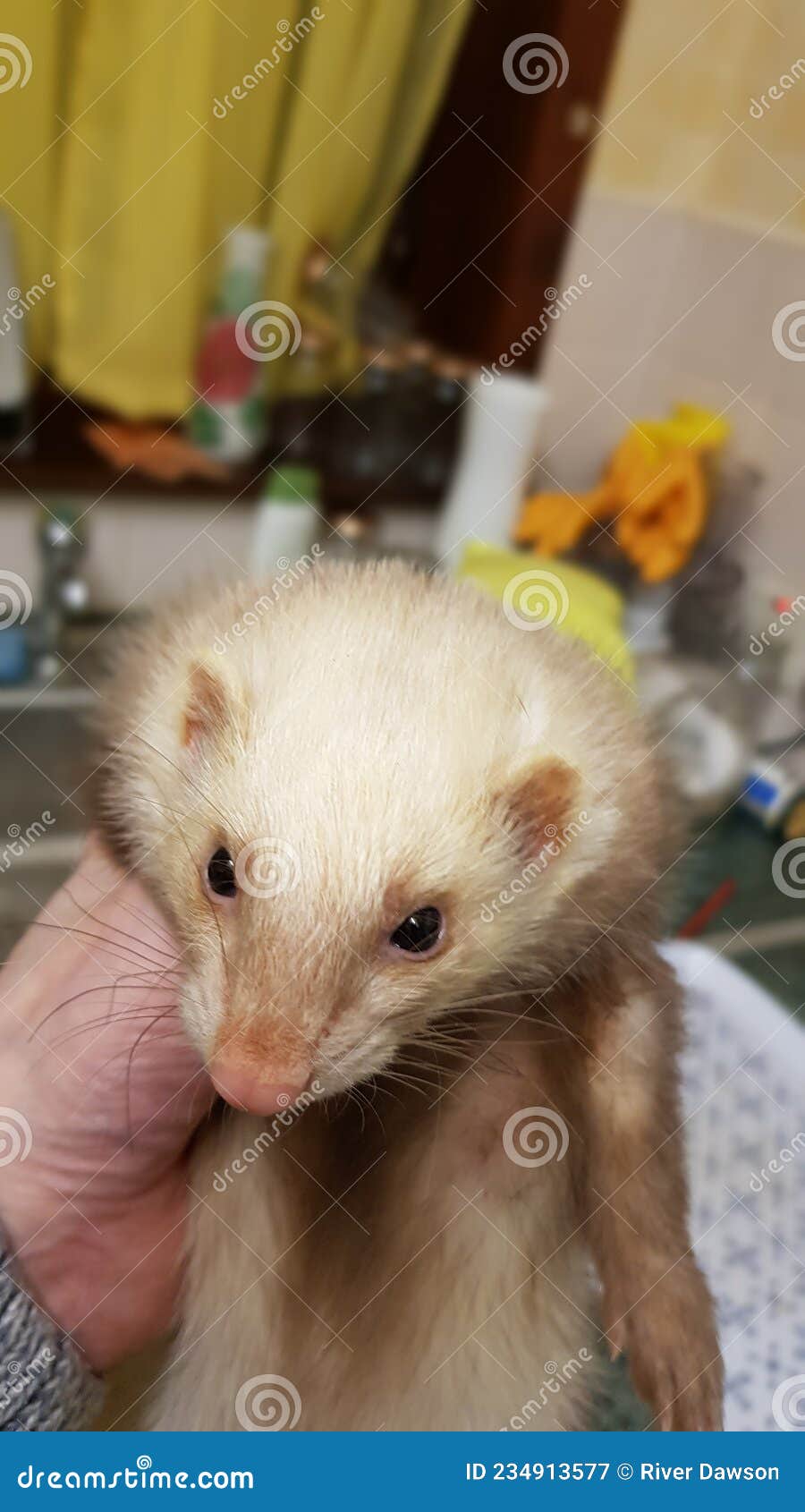 Female Jill Polecat Ferret 1 Year Old Stock Image - Image of wildlife ...