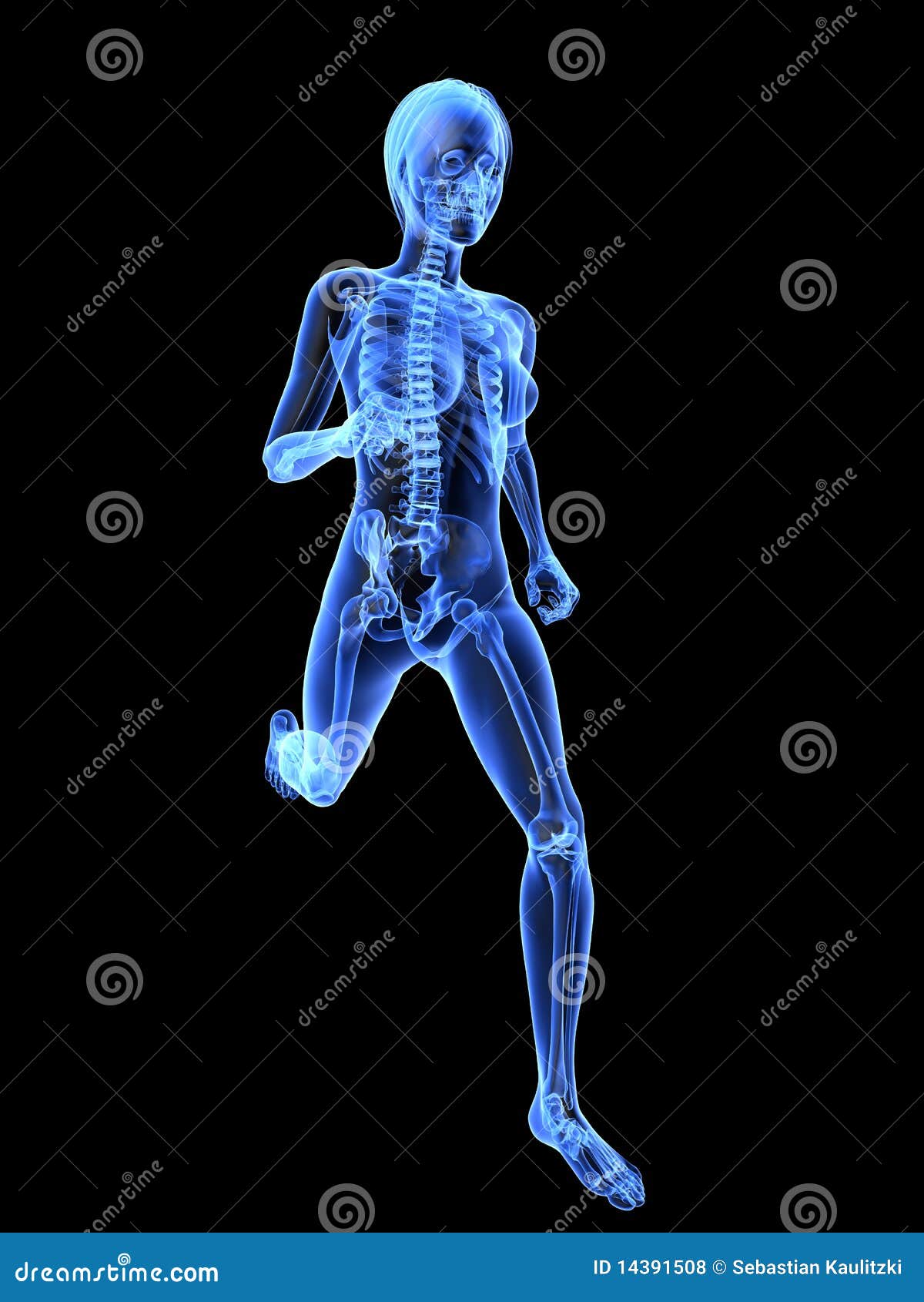 Female jogger - x-ray stock illustration. Illustration of jogger - 14391508