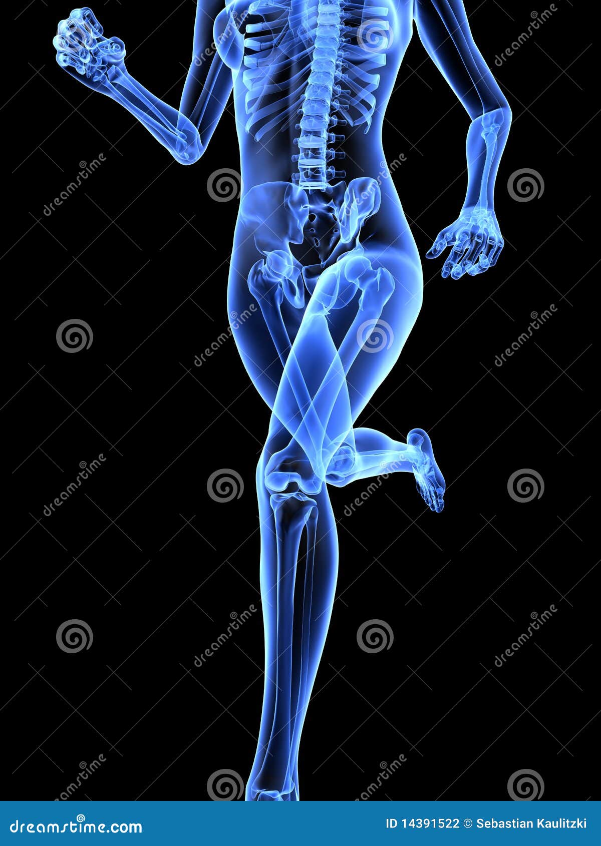 Female jogger - x-ray stock illustration. Illustration of jogger - 14391522