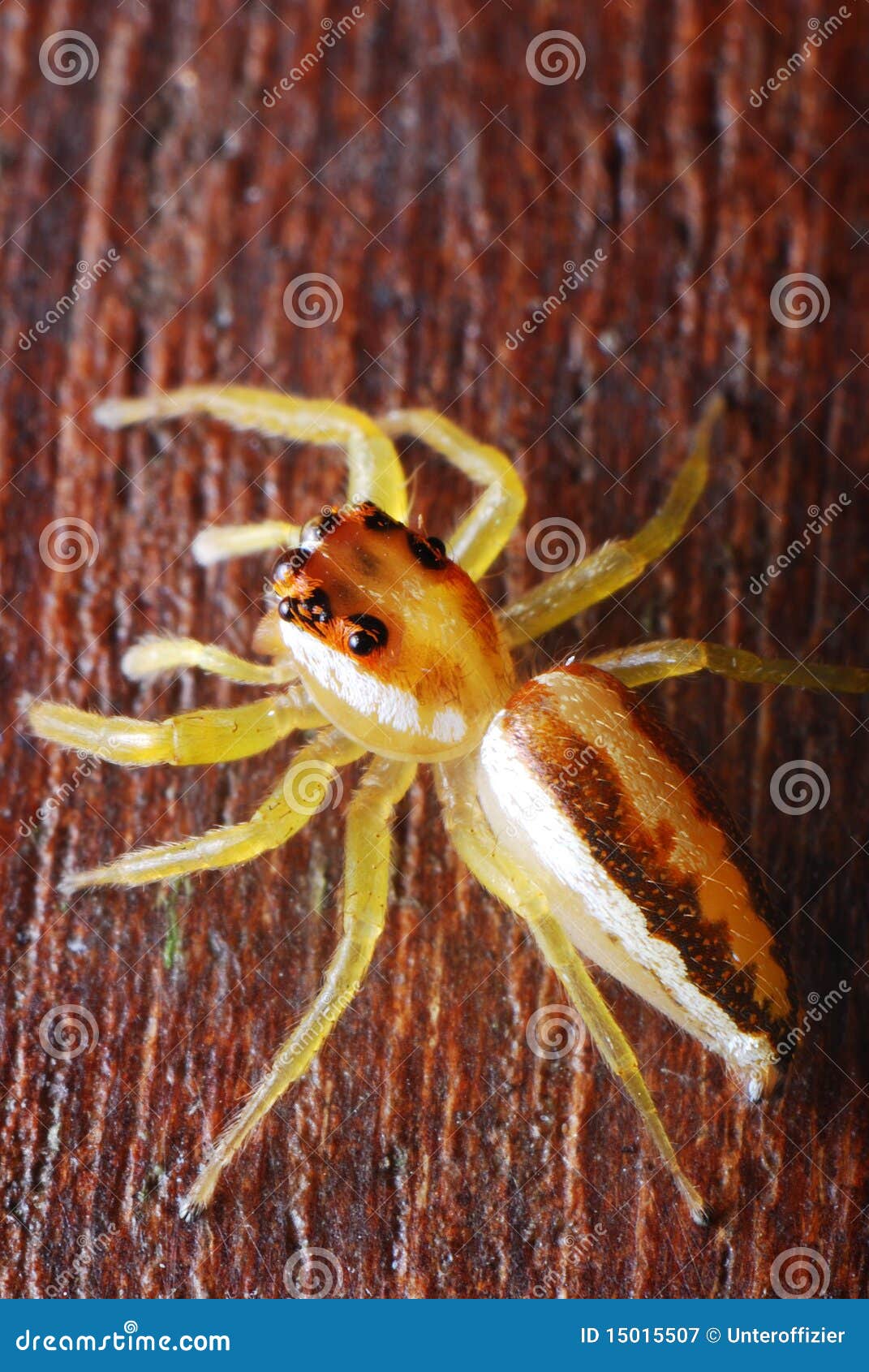 Female Jumper Spider stock image. Image of fear, danger - 15015507