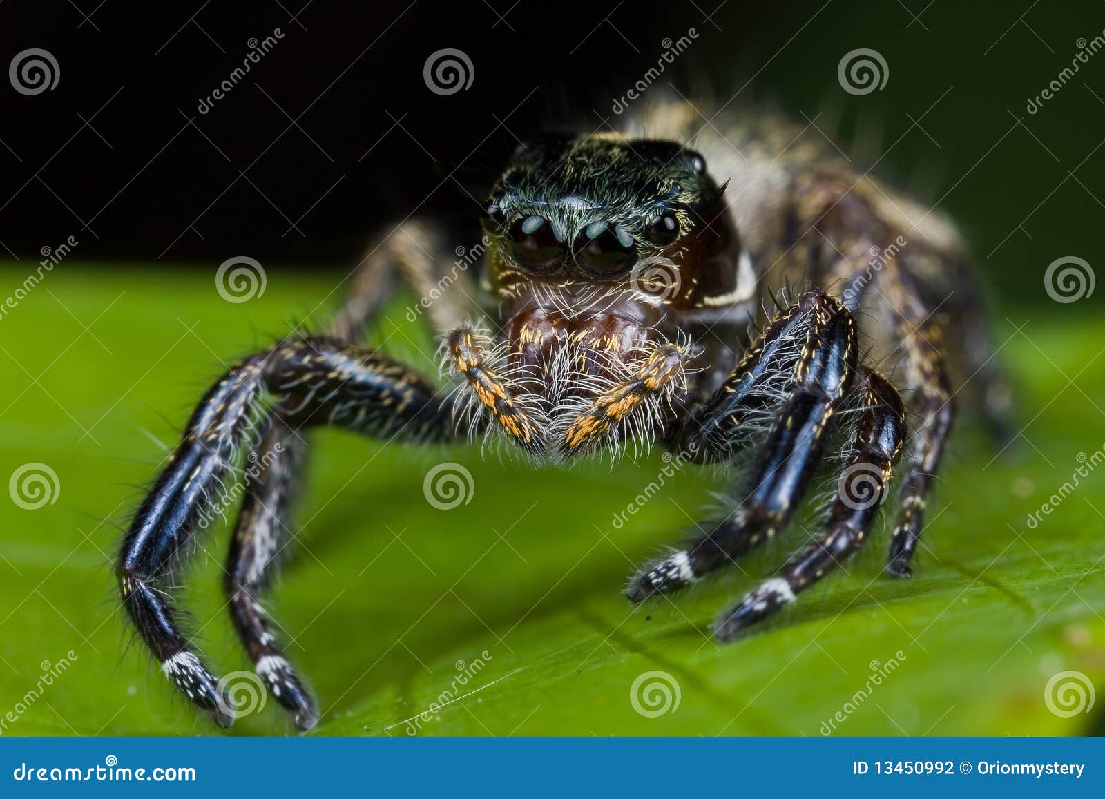 The Female Of Jumping Spider Phidippus Regius Is Hidden Under A Leaf ...