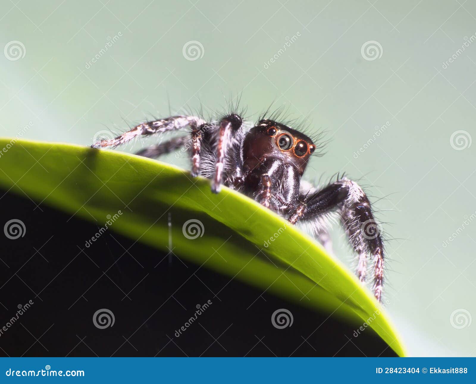 Female jumping spider stock photo. Image of beautiful - 28423404