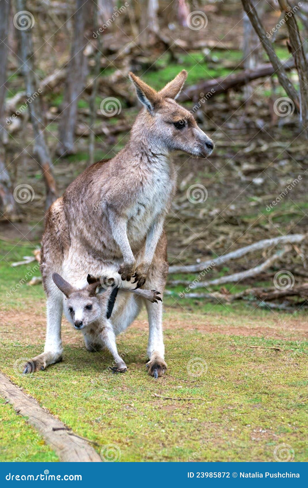 Female Kangaroo with a Joey Stock Photo - Image of gray, natural: 23985872