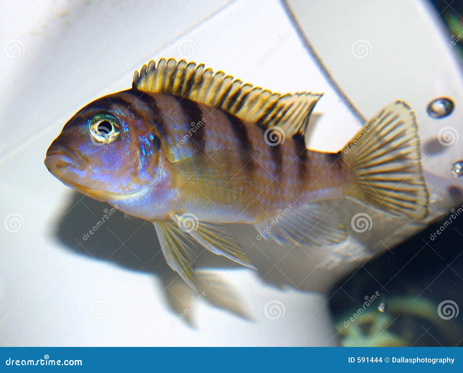 Female Kenyi Cichlid (BABY) Stock Photo - Image of market, pets: 591444