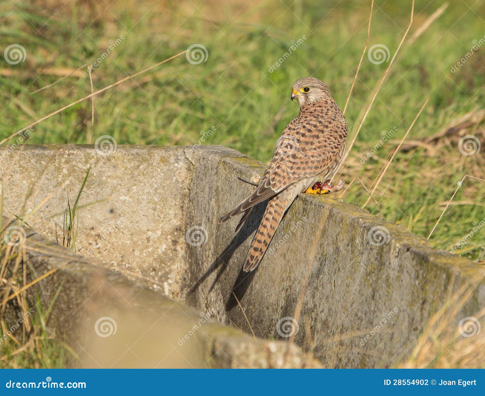 Female Kestrel stock photo. Image of bird, animal, detailed - 28554902